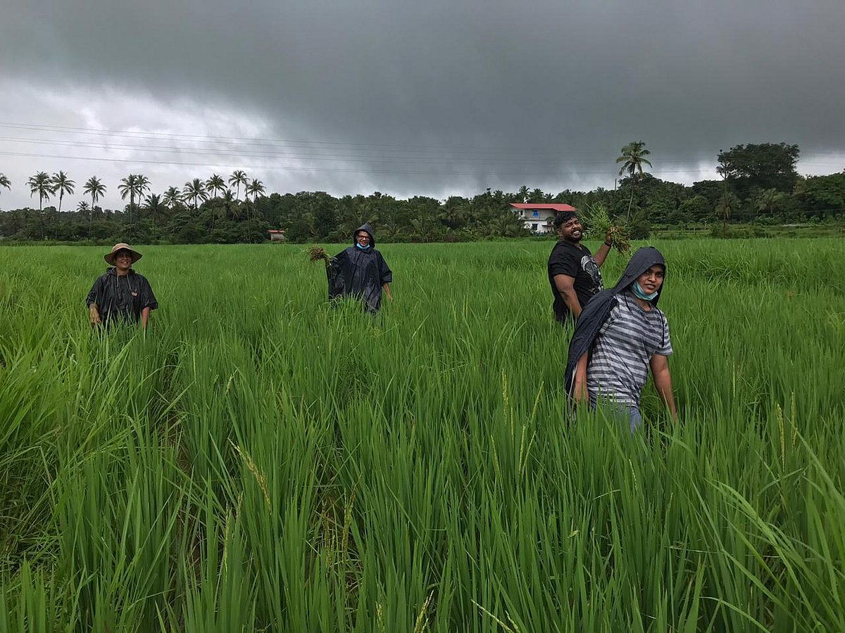 Rice Farming: राज्याचा कृषी वारसा 'भातशेती'|goa rice farming farmer ...