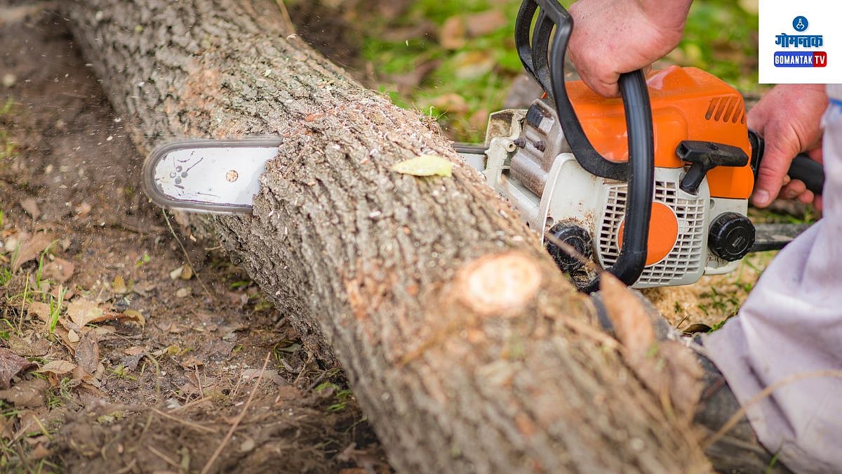 Porvorim Flyover: पर्वरी उड्डाणपूलासाठी वृक्षतोड; गोवा खंडपीठाची राज्य ...