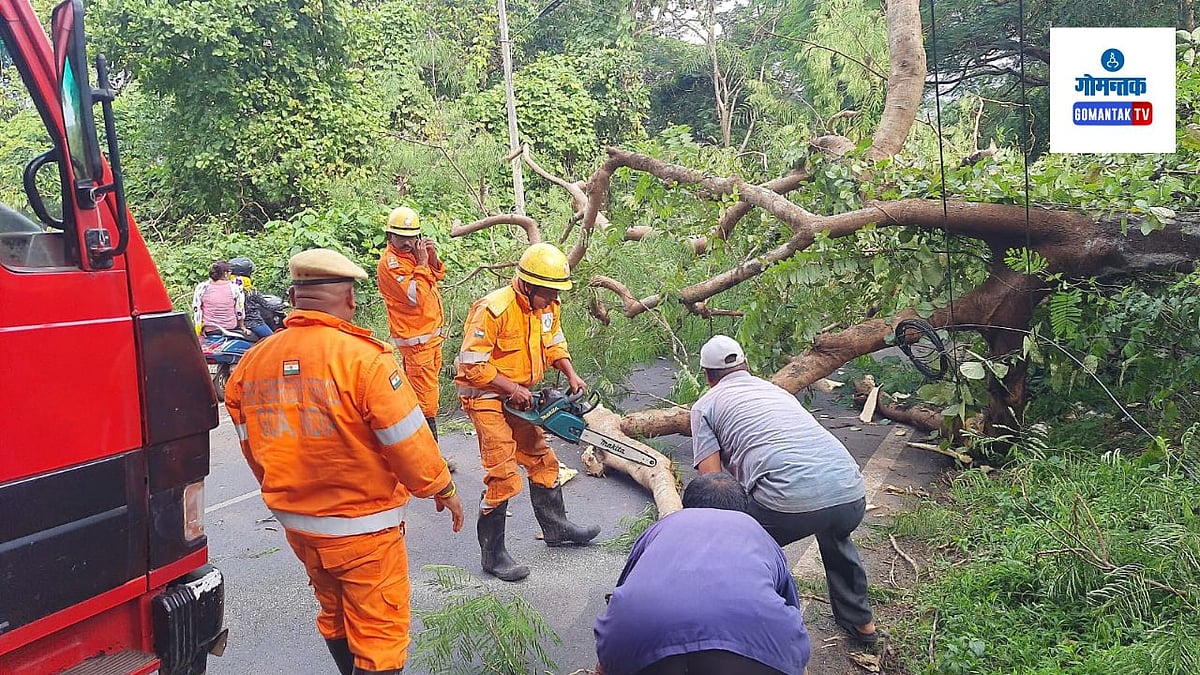 Goa News: कुळण येथे गुलमोहराचे झाड पडल्याने रस्ता वाहतुकीस बंद; वाचा ...