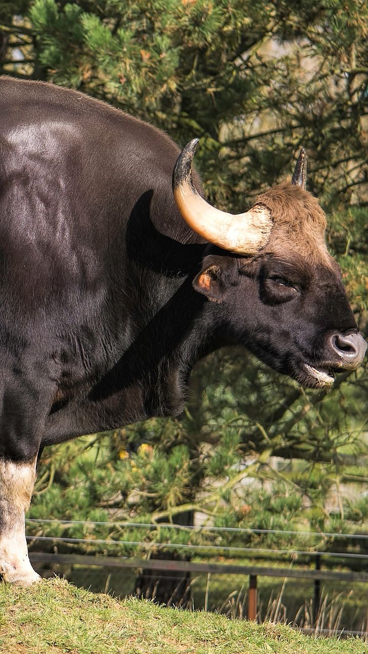 गोव्याच्या जंगलांचा सम्राट! हजार किलो वजन असणारा 'राज्यप्राणी'; अधिक ...