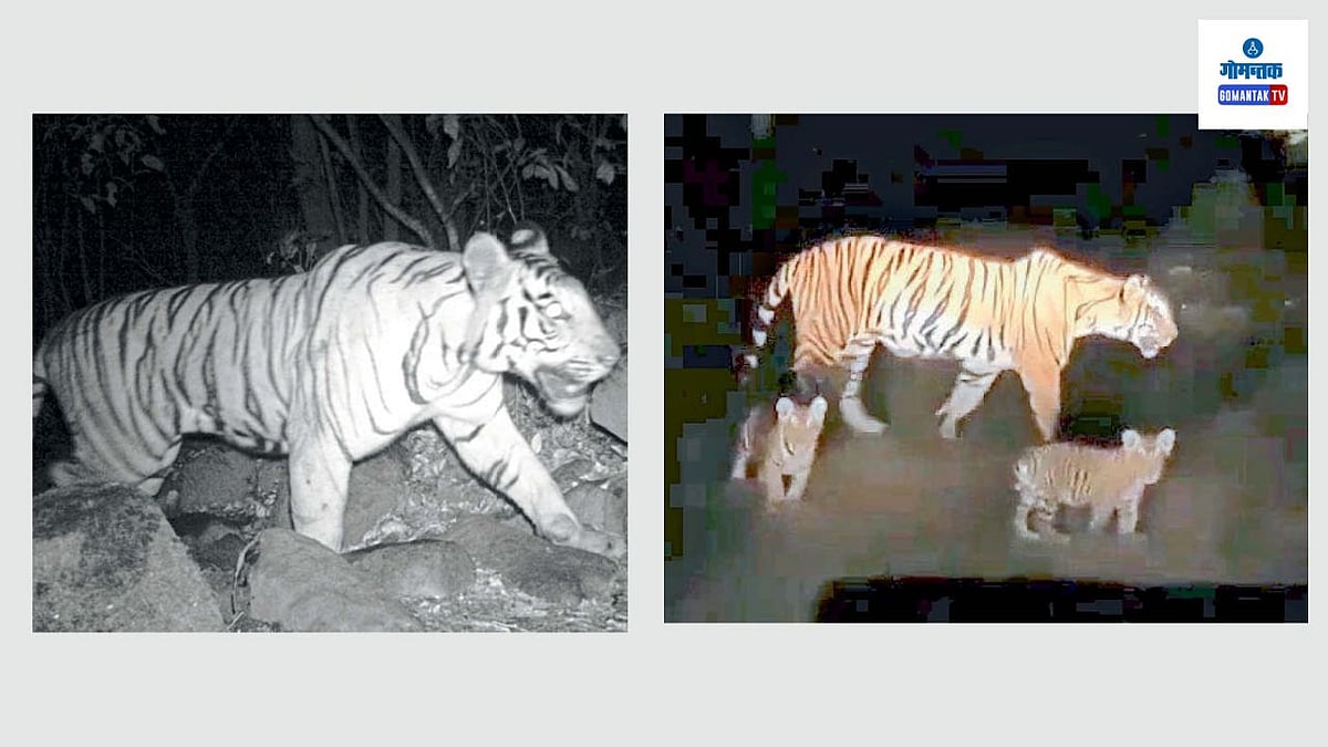Tigers In Goa: 'पट्टेरी वाघ' गोव्याचेच! 'म्हादई'त अस्तित्व असल्याचा ...