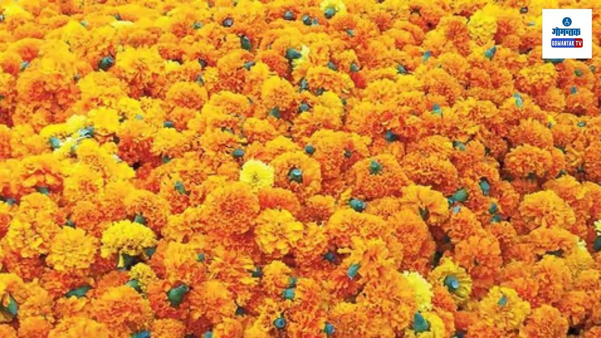 Goa Zendu Flower Market: फुले खाऊ लागली 'भाव', जाणून घ्या गोव्यातले दर ...