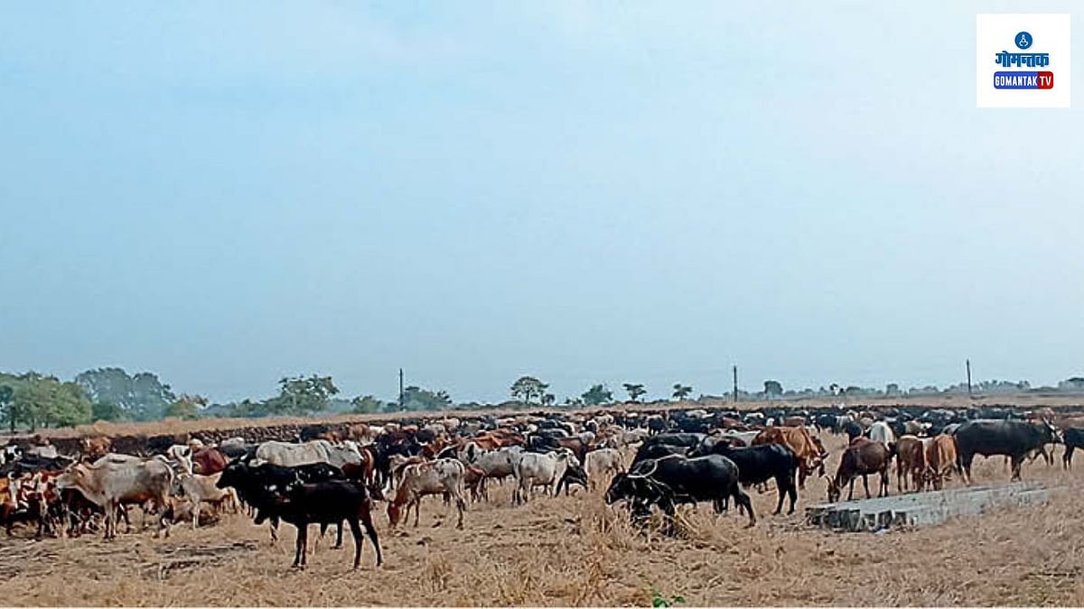 Goa Cattle Subsidy Scheme: देशी गाईंच्या योजनेला शेतकऱ्यांचा अल्प ...