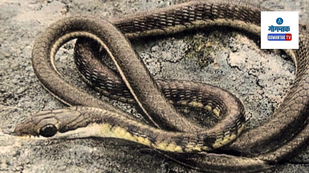 Bronzeback Tree Snake western ghats: पश्चिम घाटात या सापाचे अस्तित्व ...
