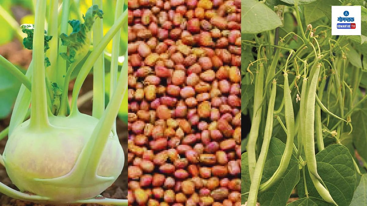 Winter Vegetable: हिवाळ्यात गोव्यात मिळणाऱ्या भाज्या आणि त्यांचे महत्व ...