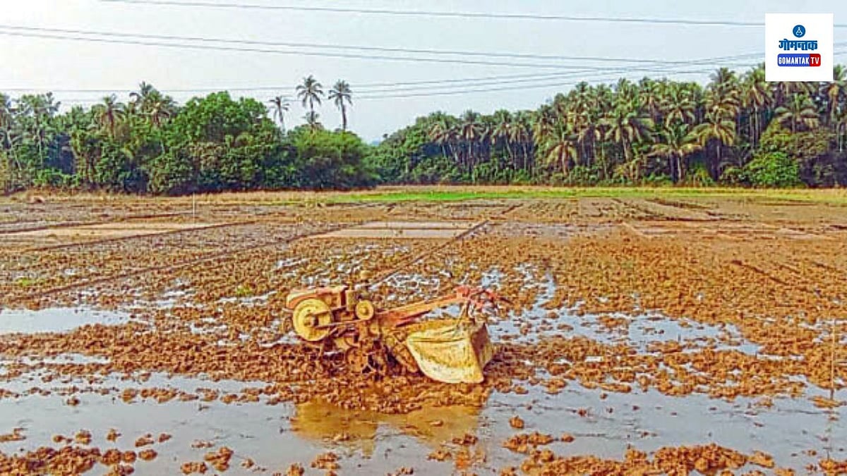 Vayangani Rice harvesting: वायंगण भातलागवड? नको रे बाबा! 50 टक्क्यांहून ...