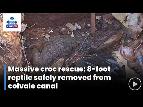 Crocodile Rescue: कोलवाळमध्ये आढळली आठ फुटी मगर! अशी केली कालव्यातून ...