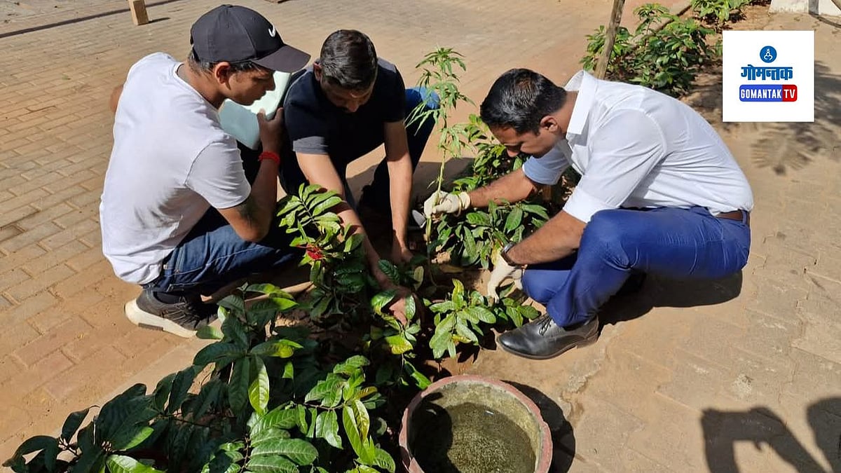 Panaji Goa: स्मार्ट सिटी पणजीत गांजाचे पीक! फुटपाथवर उगवलेल्या झाडामुळे ...