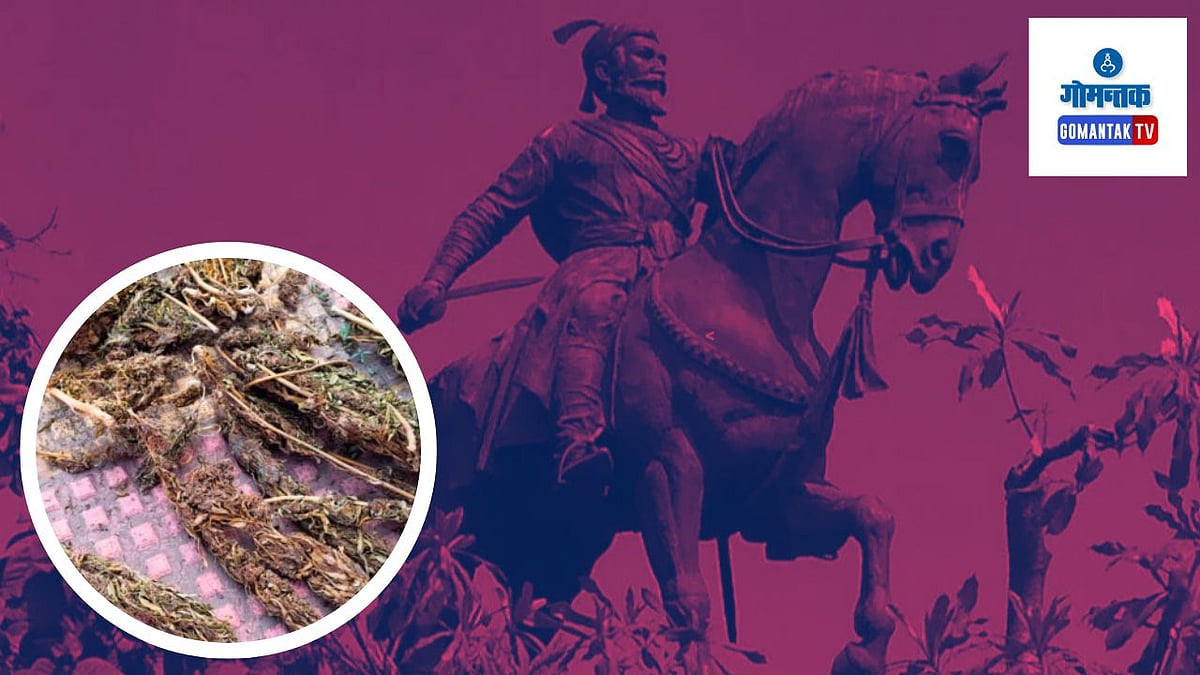 Curchorem News: महाराजांच्या पुतळ्याखाली गांजाची 'रोपं'; गोव्यातील ...