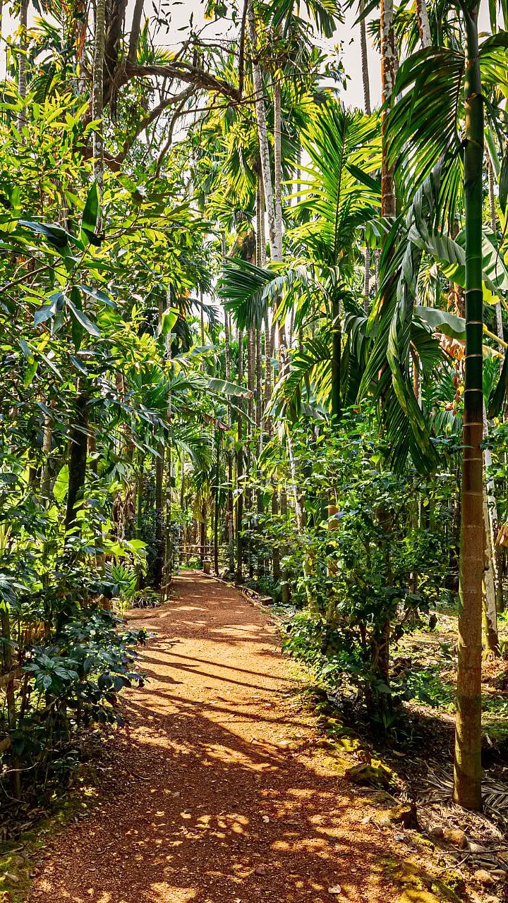 Sattari: गोव्यात येणाऱ्या प्रत्येकाला भुरळ घालते सत्तरीची शांतता ...