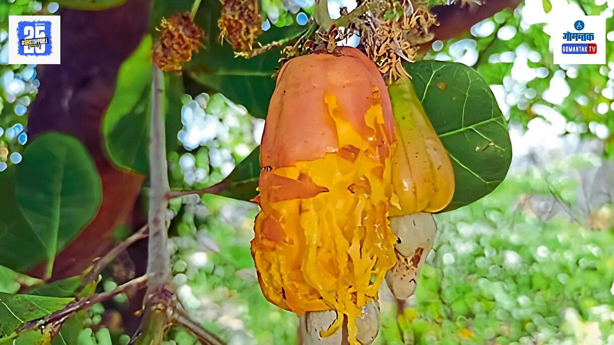 Cashew farming problems in Goa: कच्ची फळे कुडतरली, काजू बिया फस्त ...