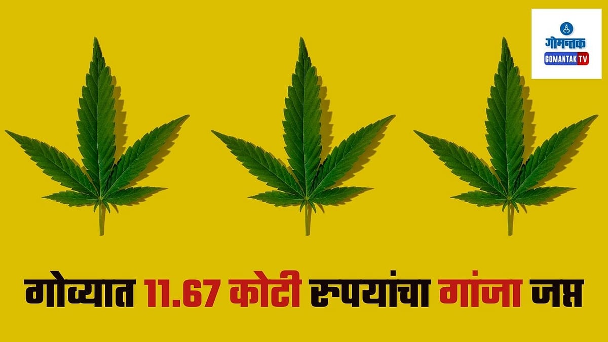 Goa Drug Case: गोव्यात 11.67 कोटी रुपयांचा गांजा जप्त; इतिहासातील ...