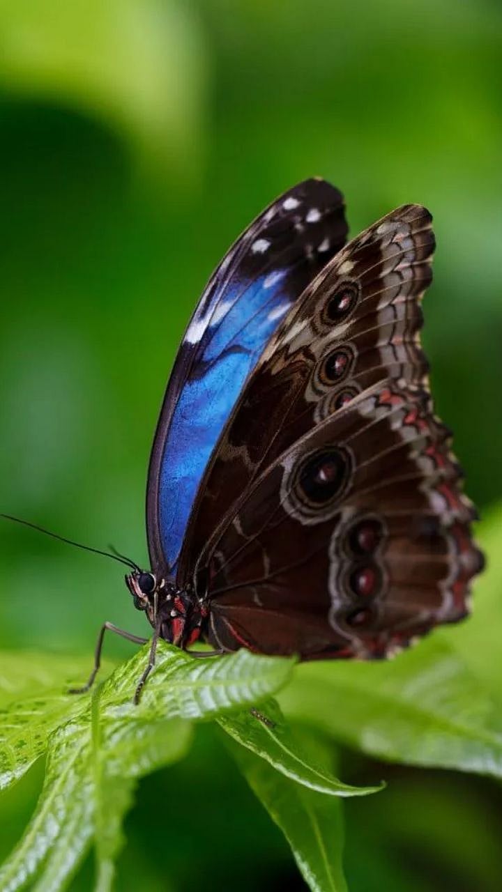 Most Beautiful Insects: जगातील 'हे' 7 सुंदर कीटक तुम्हाला माहितीयेत का ...