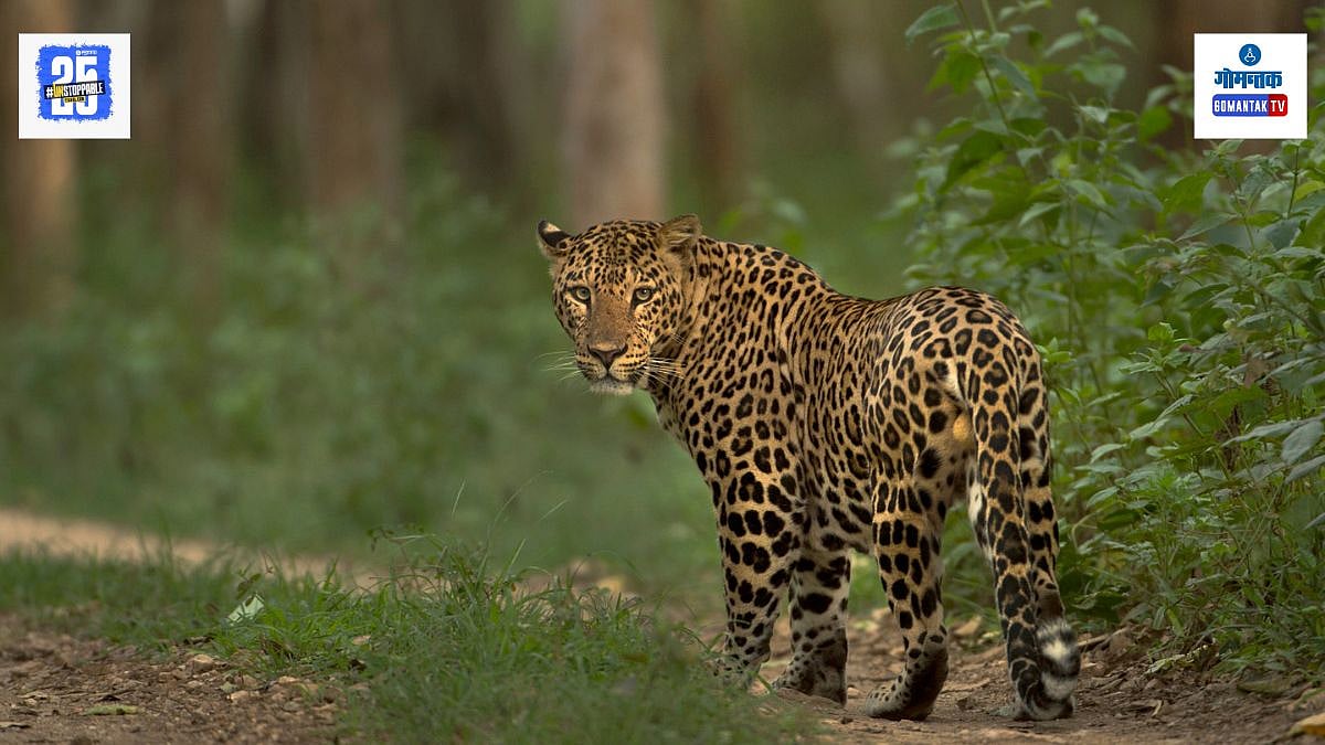 Leopard In Goa: हरमलमध्ये पुन्हा बिबट्याची दहशत! 2 महिन्यांनी CCTV ...