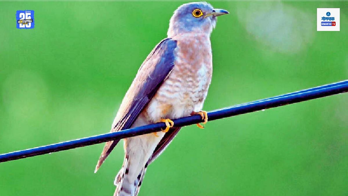 Brain Fever Bird: ..बोले रे पपिहरा! पावसाचा संकेत देणारा गोव्यातील ...