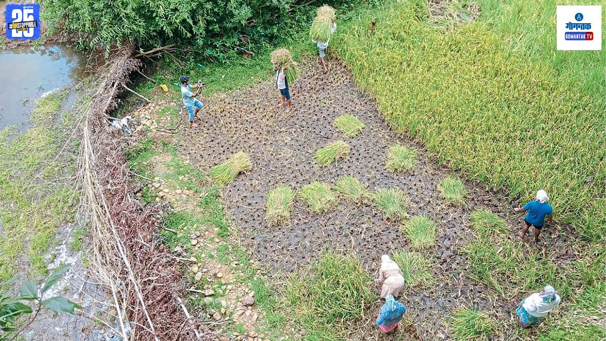 Puran Farming: ..पुन्हा श्रीगणेशा! म्हादईच्या पात्रातील जुनी परंपरा; 20 ...