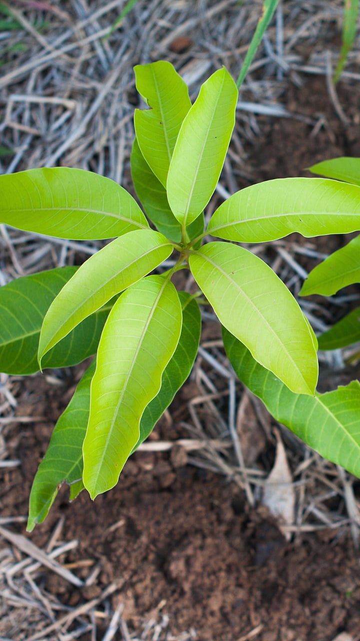 Mango Plantation In Monsoon: पावसात आंबा लावण्याची योग्य वेळ! पण 'या' 5 ...