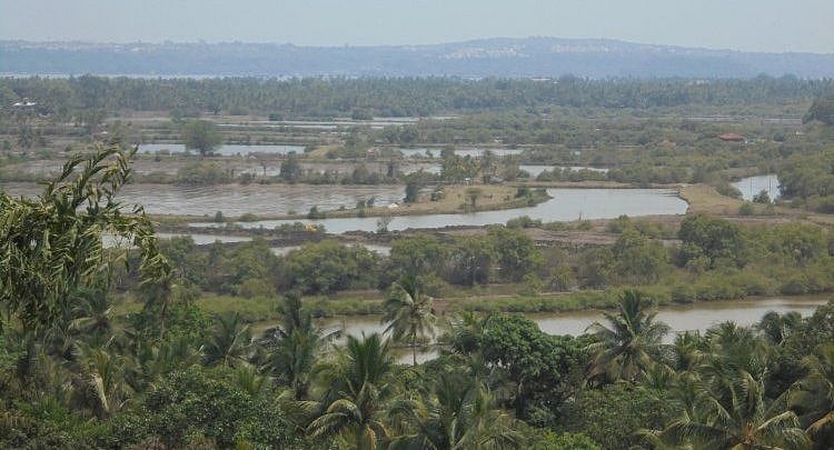 आजोशी-तिसवाडीतील खाजन बांधाला भेगा; पुनर्बांधकामांकडे दुर्लक्ष | Crack ...