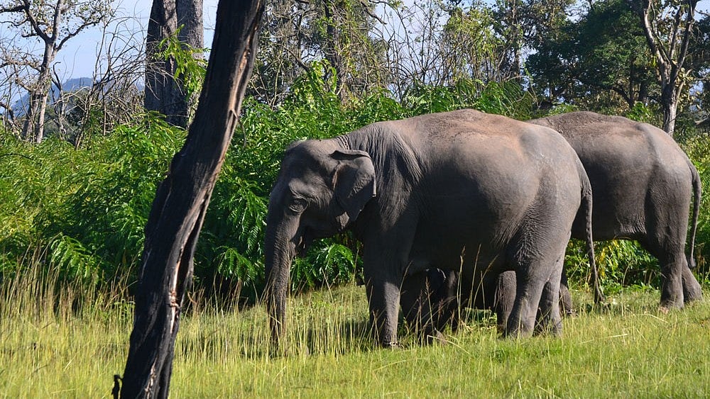 Another youth killed in wild elephant attack in Kerala's Wayanad, UDF ...