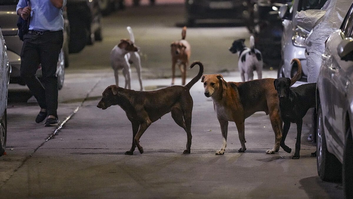 Delhi Para Athletics: Stray Dogs Bite Kenya, Japan Coaches at JLN Stadium