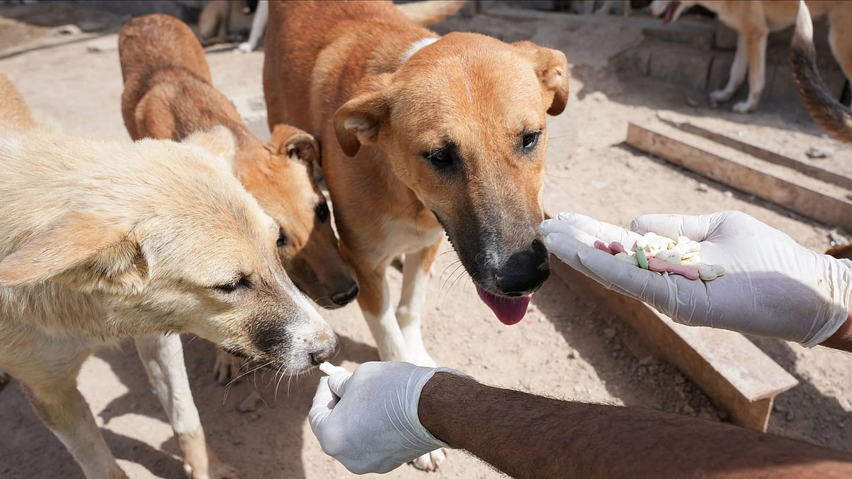 Delhi Civic Action MCD: Feeding Points for Stray Dogs to Be Set Up in ...