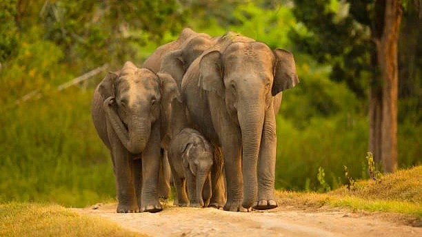 Asian elephant population from India and Sri Lanka facing habitat ...