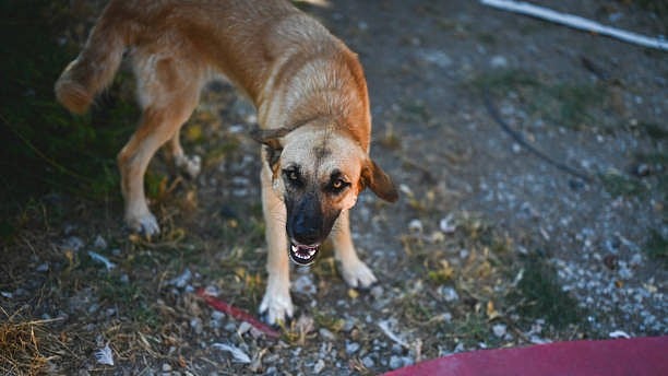 Street play on stray dog attacks turns real as Kerala artist bitten on ...