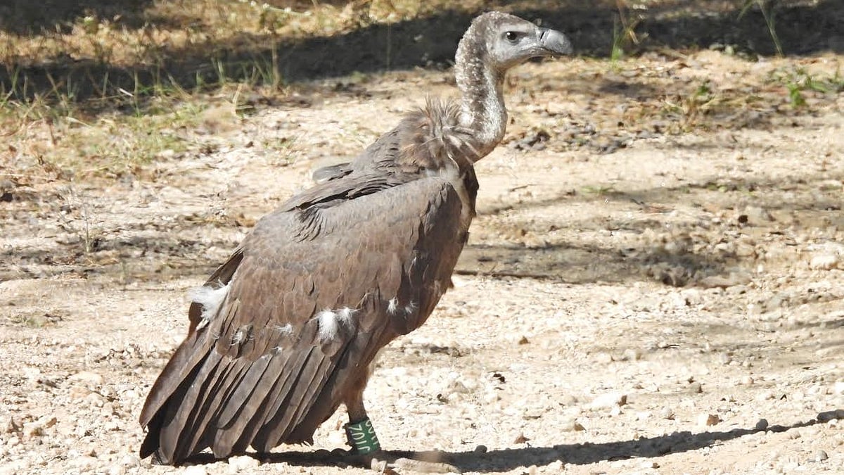 Pench Tiger Reserve News: Vultures Interact Under Jatayu