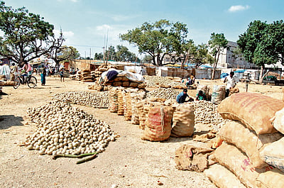 A festival of wood apples at Karnataka's Godachi
