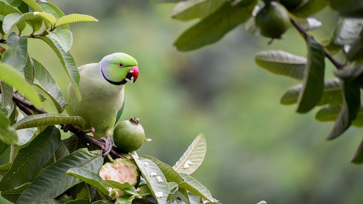 MP’s Khargone District: 200 Parrots Die Due to Food Poisoning