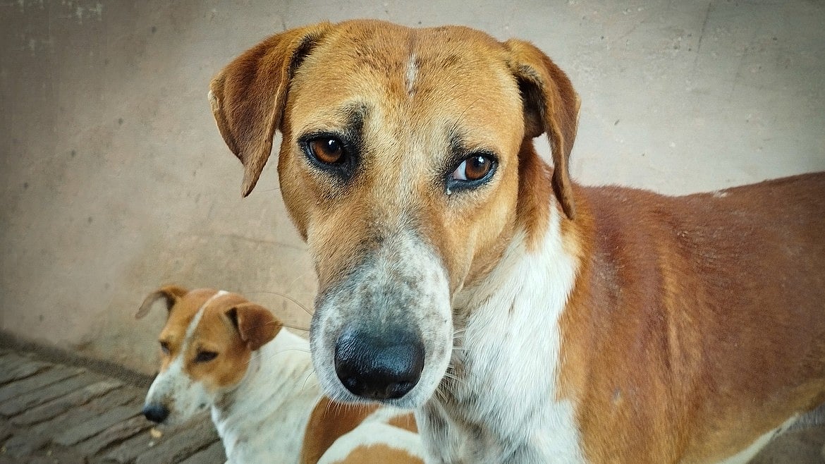 Stray dog culling in Telangana villages toll rises to 900
