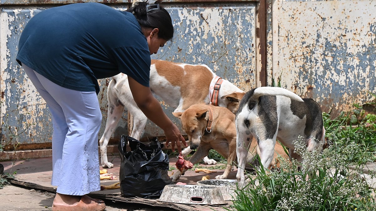 Stray Dog Adoption: Activists Criticize Stray Drive