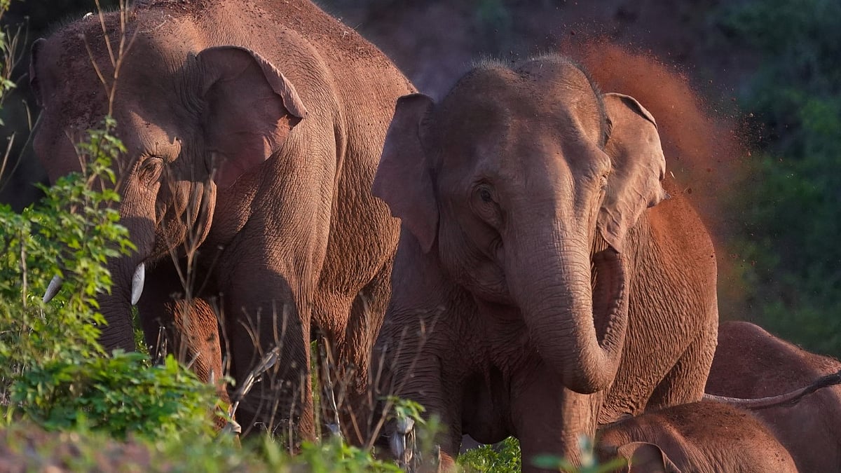 Two elephants die of illness at Gundlupet and Sakleshpur taluks in Mysuru