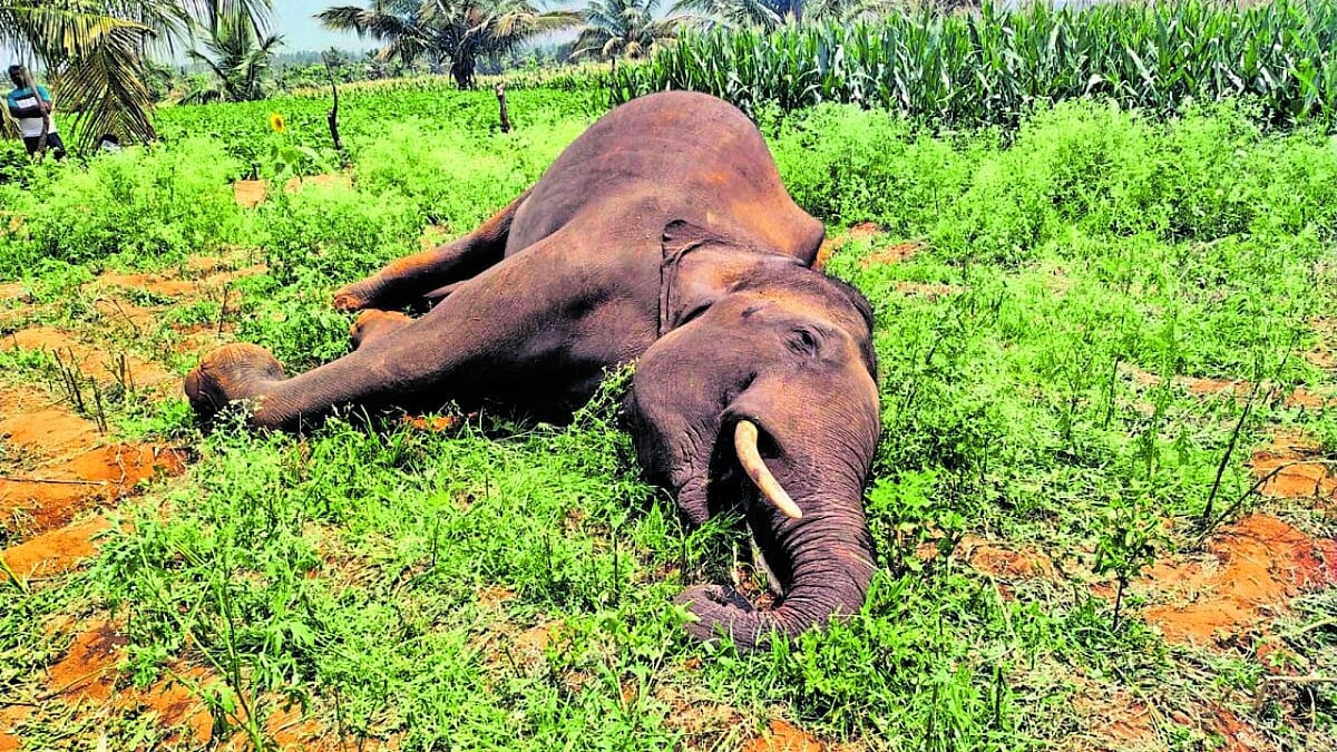 Wildlife News: 25-Year-Old Male Elephant Found Dead in Chamarajanagar