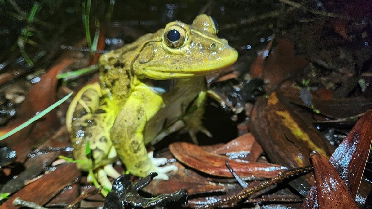 Frog park near Karnataka's Dharwad promises a leap forward in research