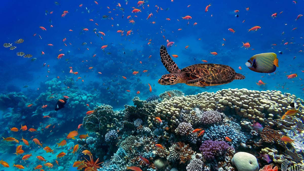 When storms disrupt life underwater