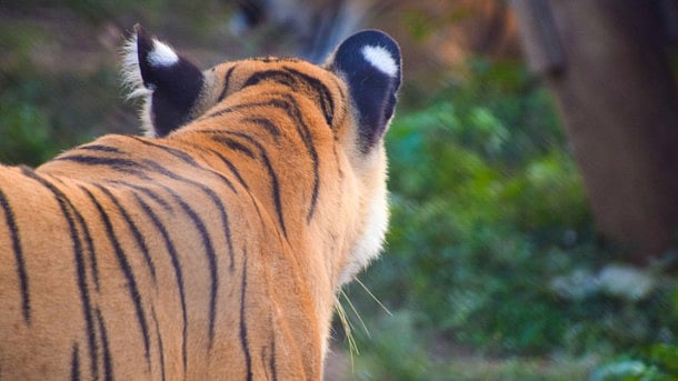 Tiger caged in Kerala's Wayanad; visuals of bear on prowl triggers panic