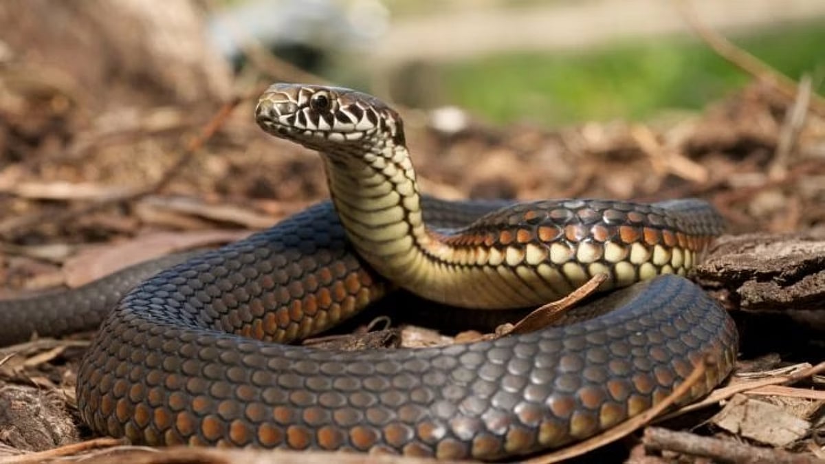 Monsoon Alert India: Snakebite Risk Rises, Advisory Urges Immediate ...