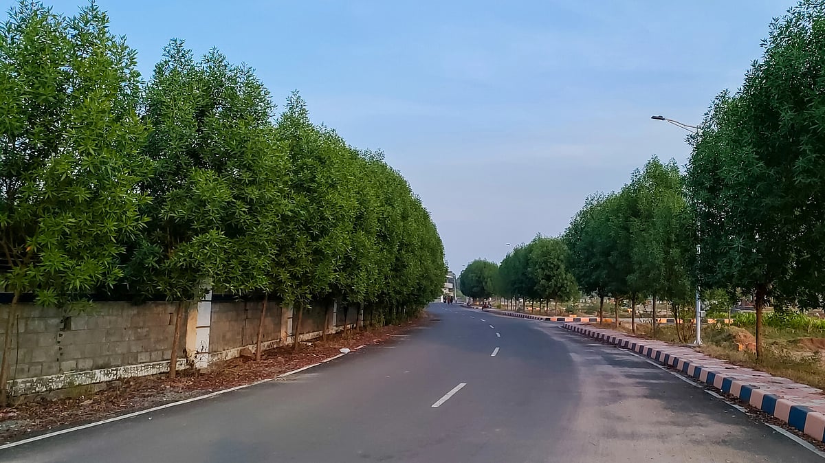 Conocarpus tree species banned in Gujarat over its adverse impact
