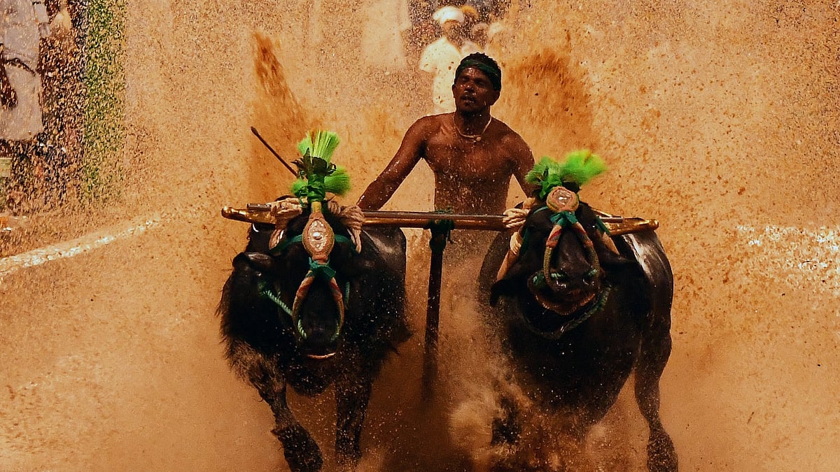 Kambala at Bengaluru Palace Grounds on November 25 and 26