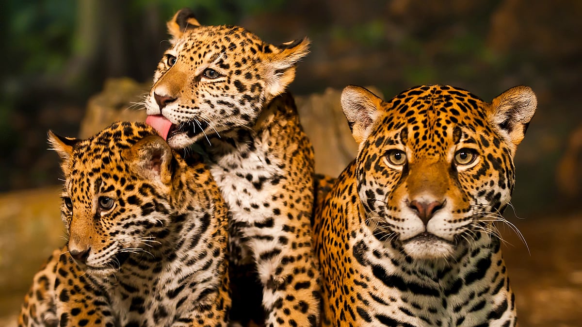 Death of leopard cubs: Minister to visit Bannerghatta Biological Park ...