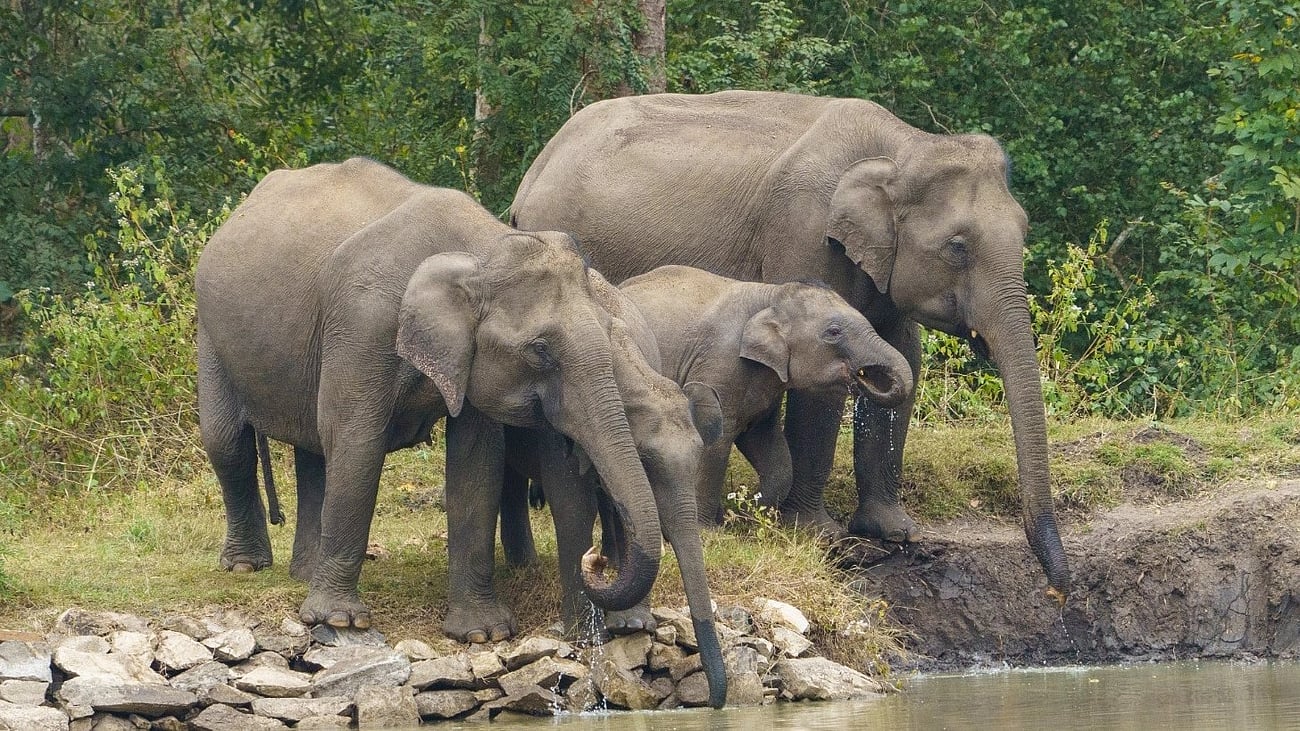 Elephant Safety: Rethinking Safeguards in Assam