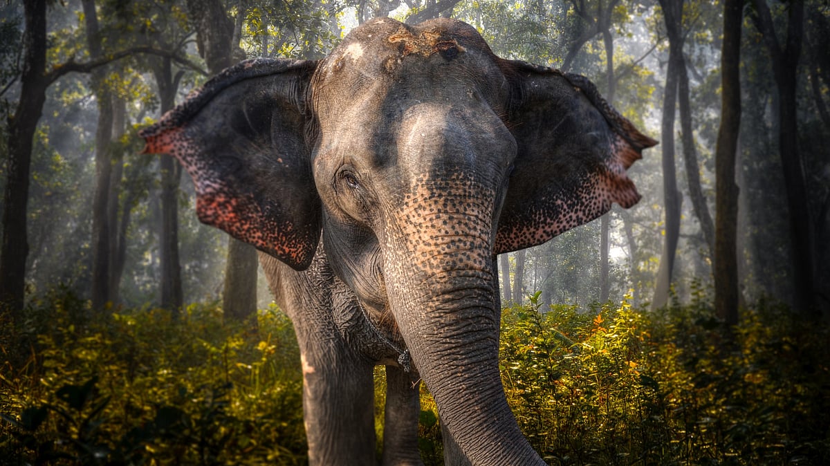 Negative human-elephant interactions in India affect nearly half a ...