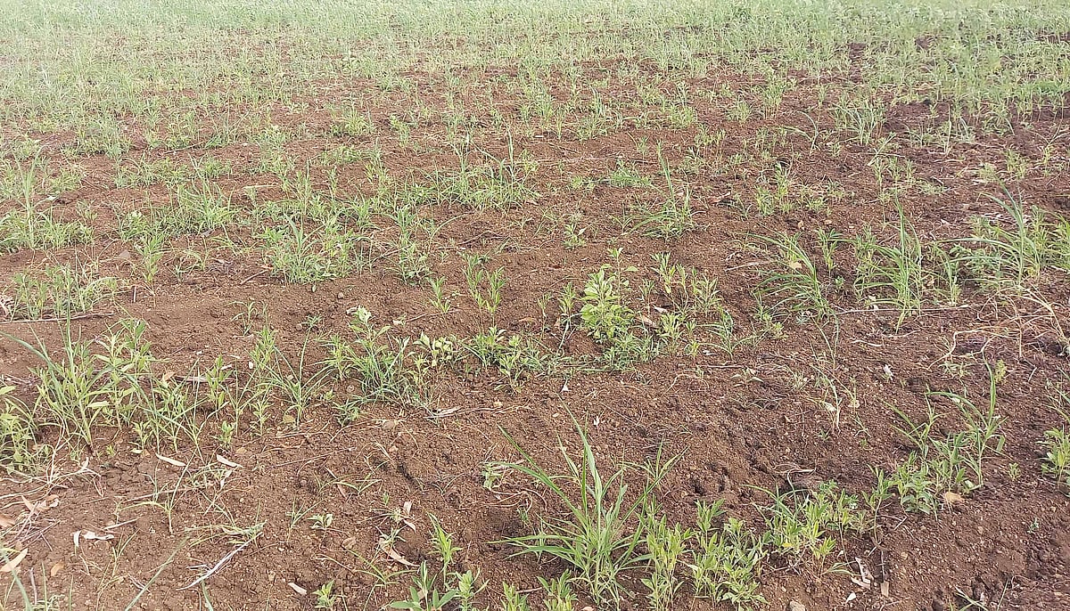 Crop loss drives farmers to suicide in Karnataka's tur belt