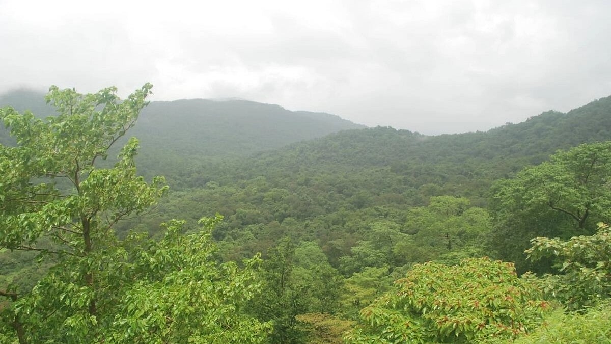 Karnataka forest department to reboot working plan to address new ...