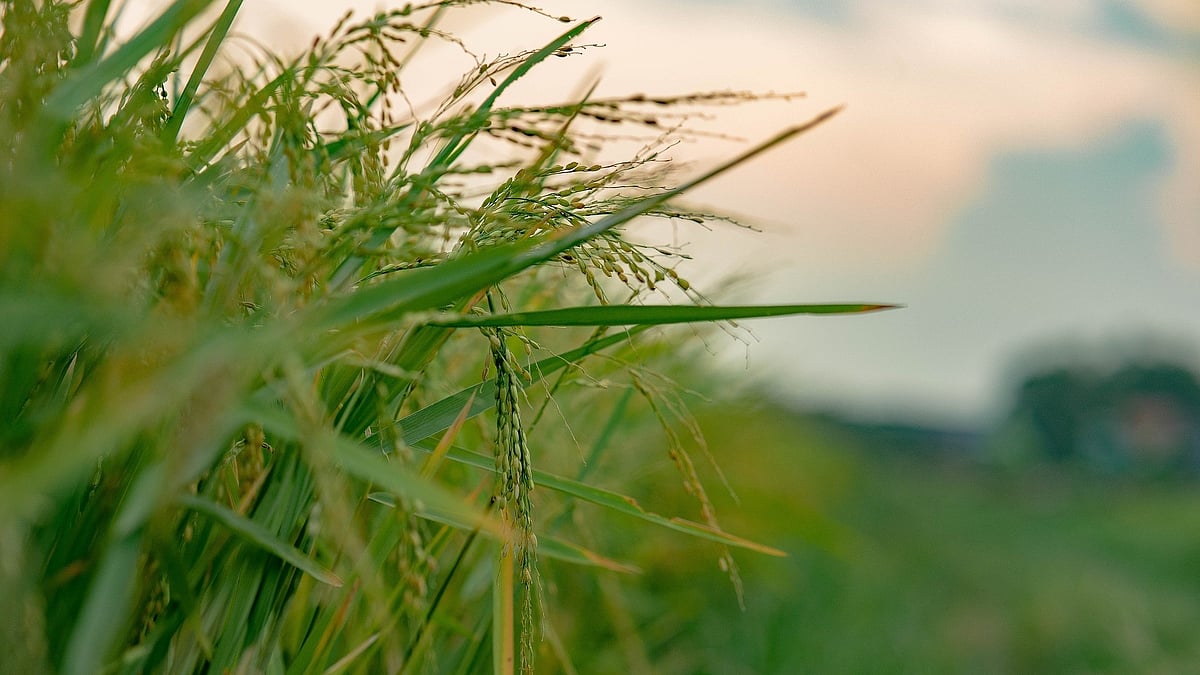 Much of Kuruvai crop gone, Tamil Nadu farmers hope to salvage at least ...
