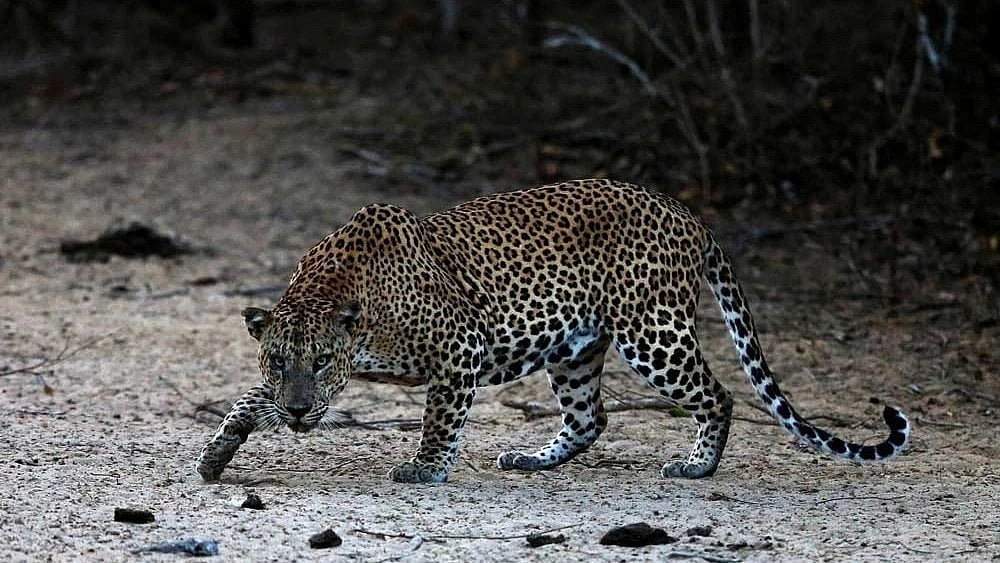Woman injured in leopard attack in Sikkim