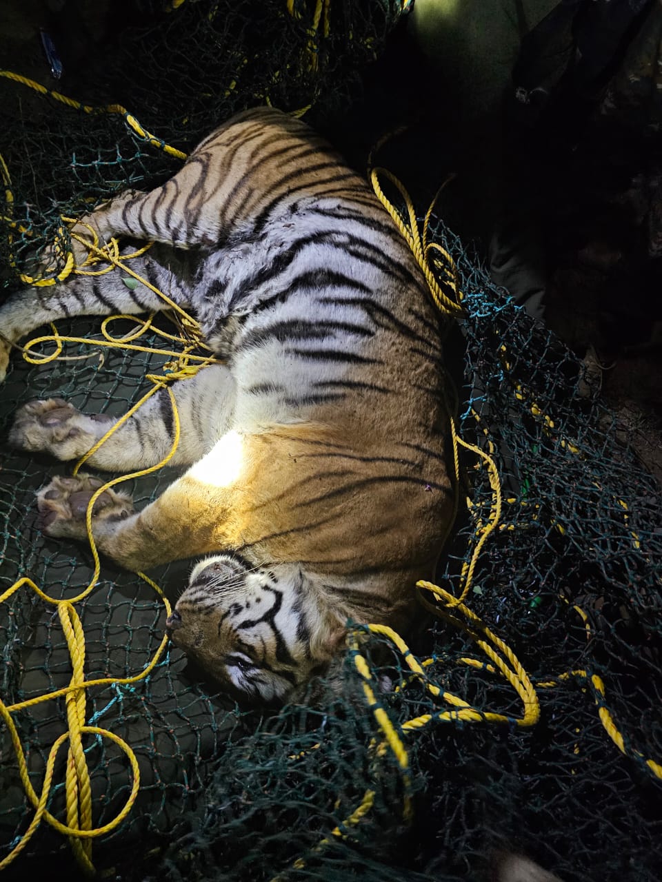 Tiger that killed woman on November 24 captured in Mysuru