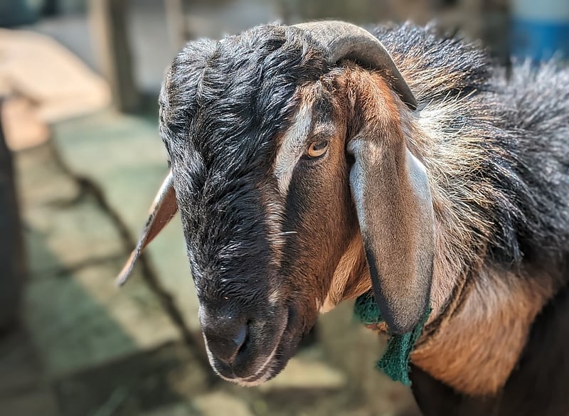 Google Pixel 8 review: Phone with extraordinary AI photography capabilities