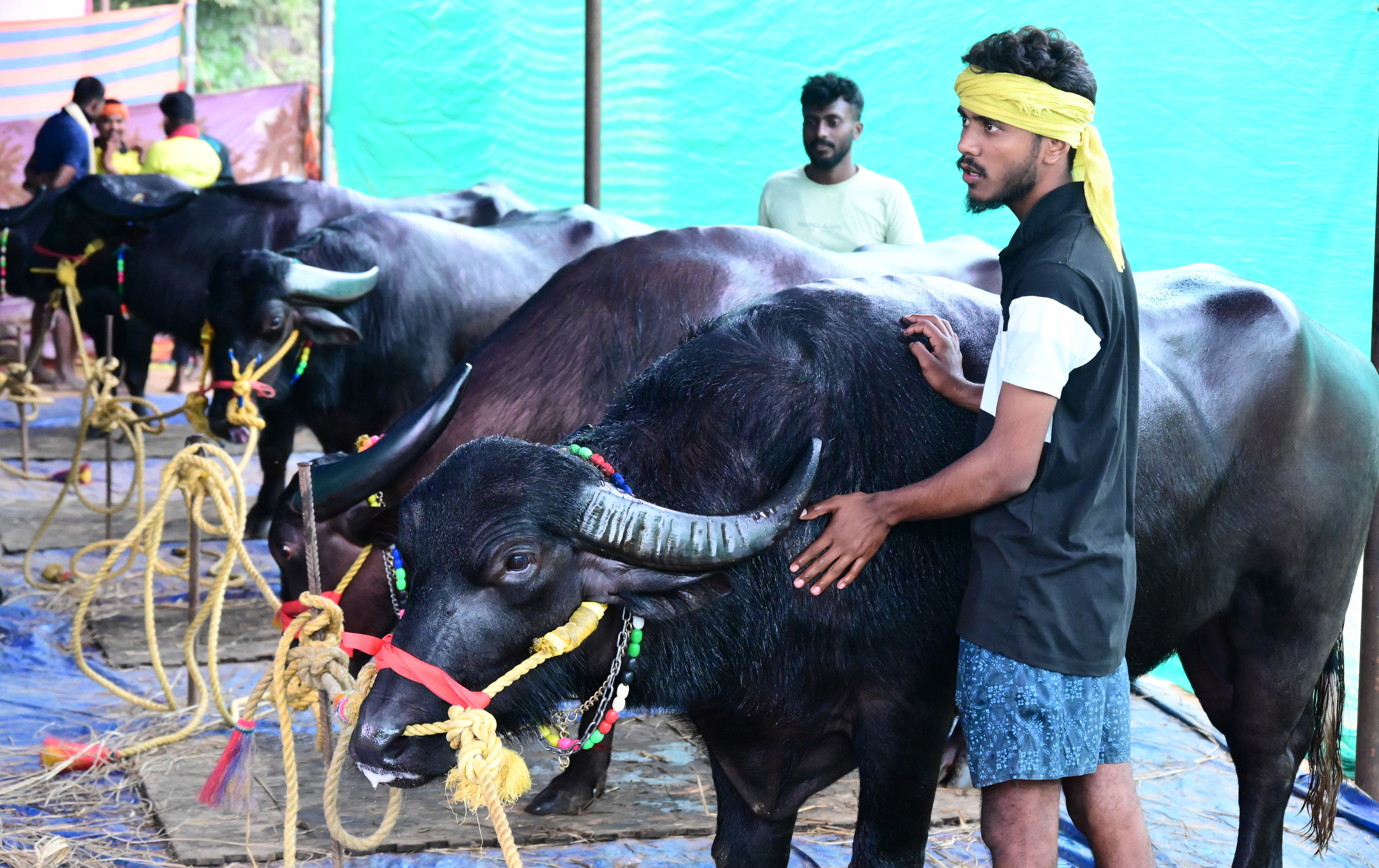 Tulu Koota’s golden jubilee celebrations set stage for Kambala